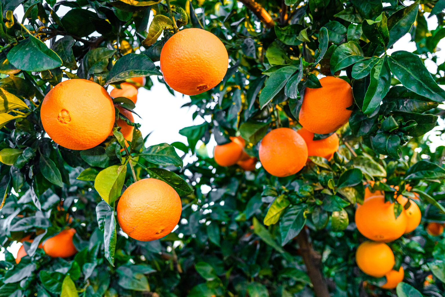 Oranges - Star Nursery Belle Chasse