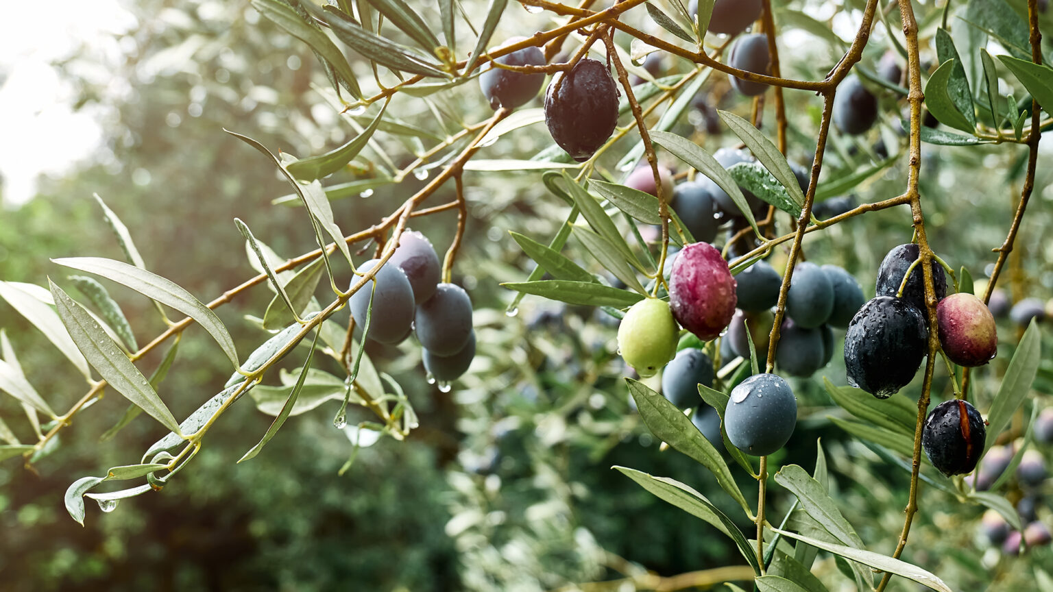 Olives - Star Nursery Belle Chasse