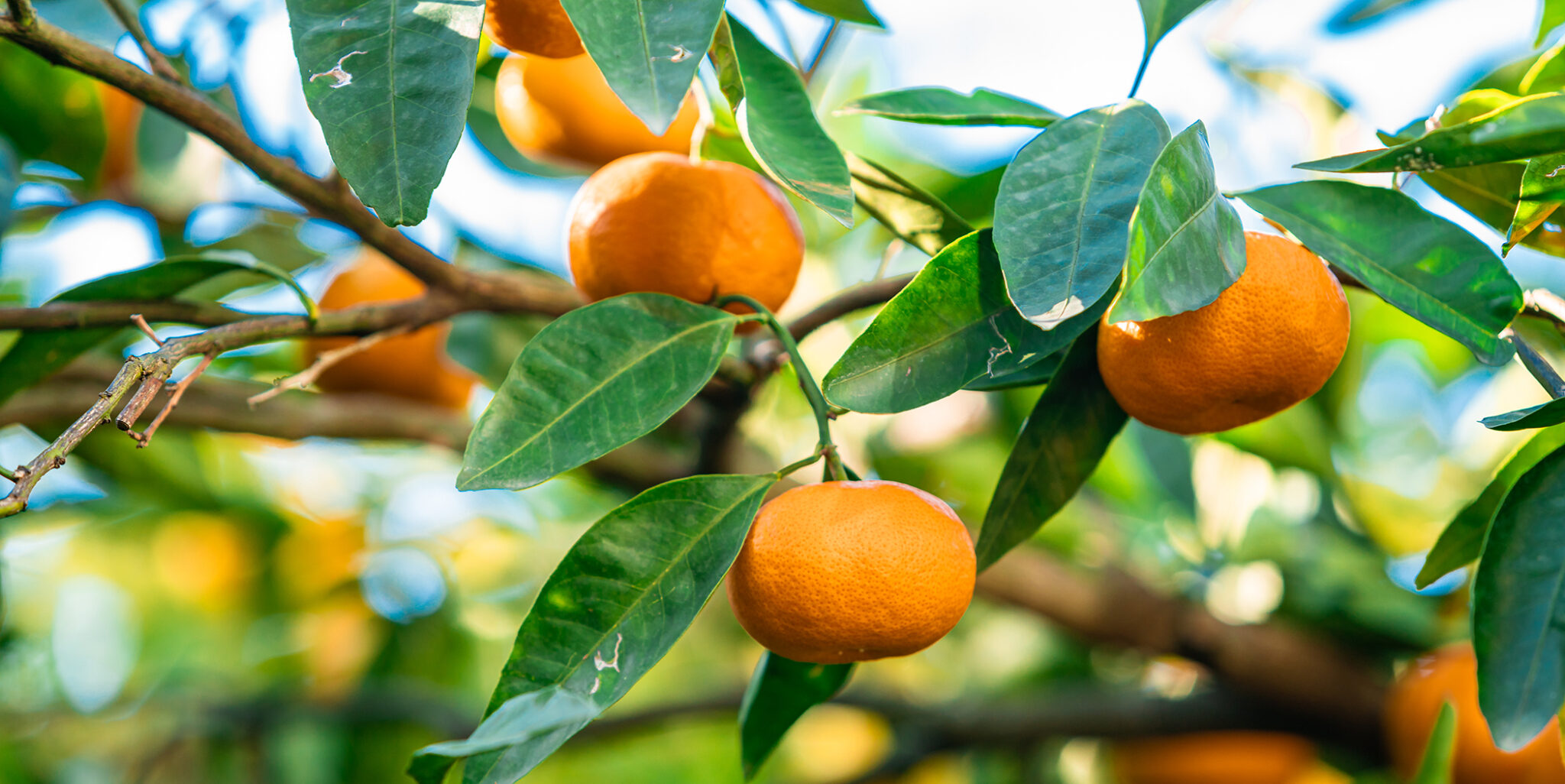 Mandarins / Satsumas / Tangerines - Star Nursery Belle Chasse